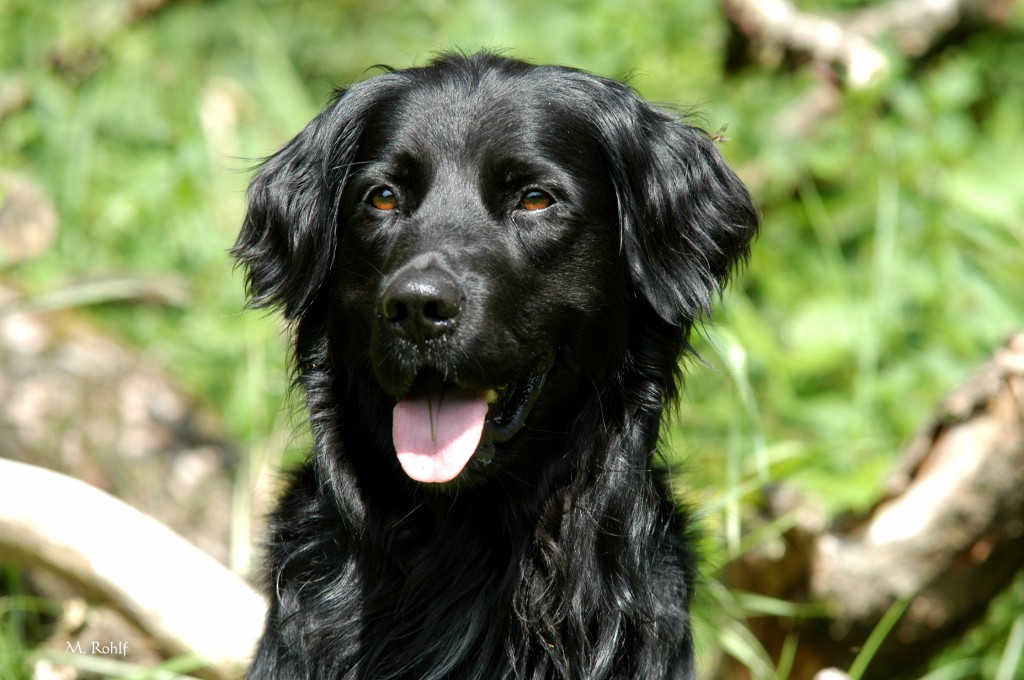 Meine Hunde | Kennel of Kotten Forest